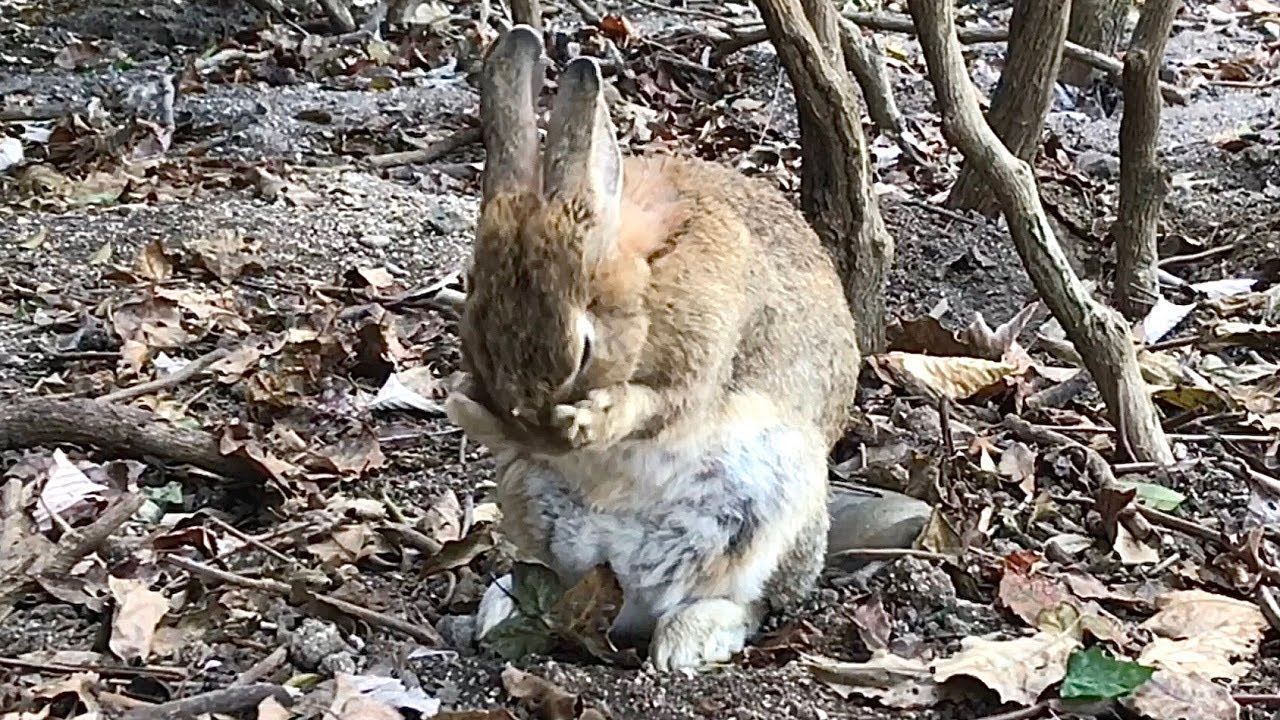 Rabbit washing its face in the great outdoors - YouTube