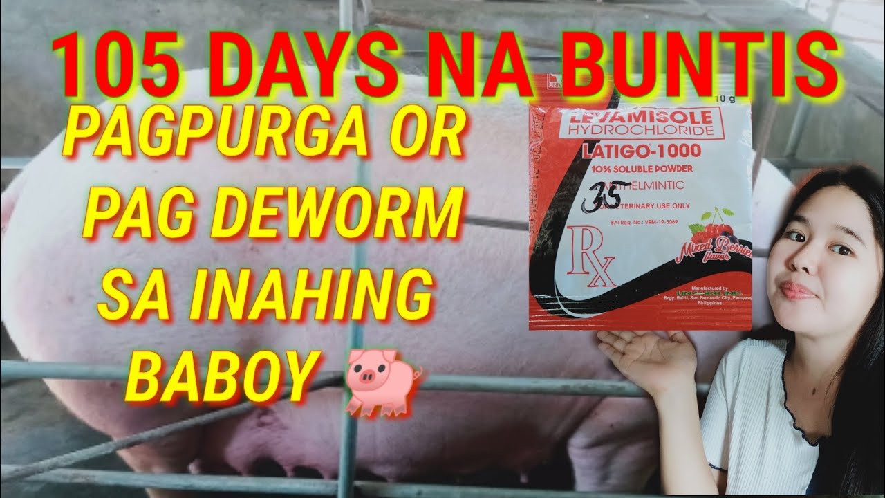 PAANO MAG PURGA OR DEWORM SA INAHING BABOY - YouTube