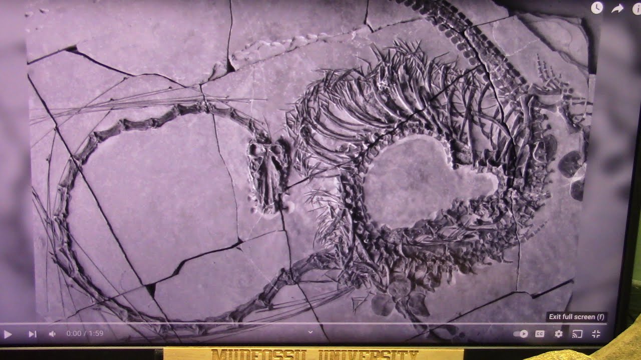 240 Million Year Old Dragon Fossil Found and Very Complete - YouTube