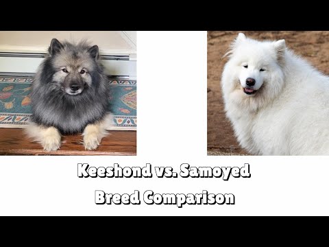 Keeshond vs. Samoyed: Breed Comparison