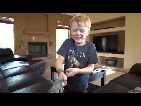 Dream Time in Dinosaur Land! Prehistoric Nerf Laser Tag Battle! ExtremeToys TV