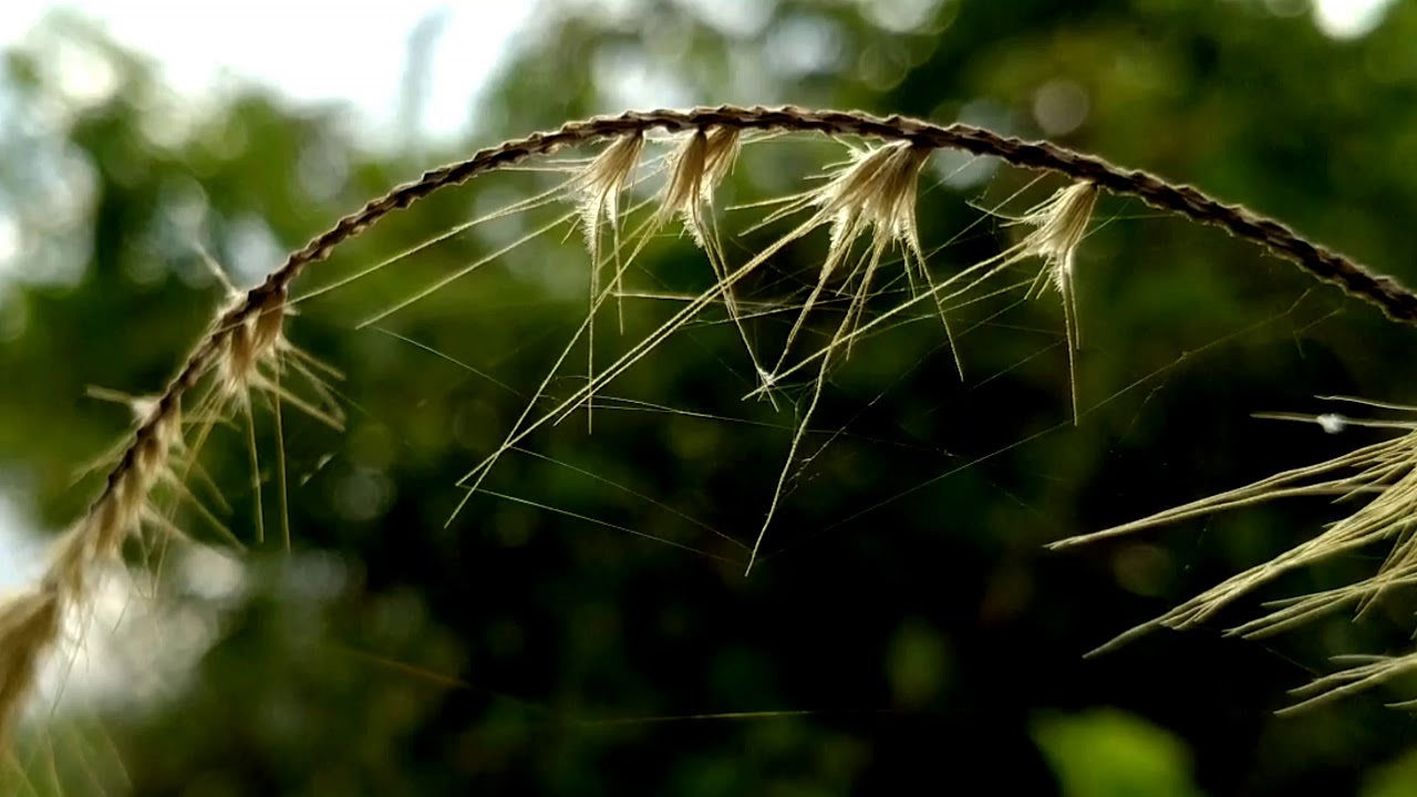 free nature background video no copyright - YouTube