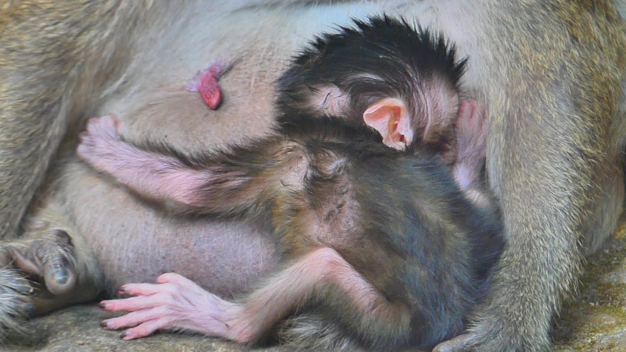 That So Adorable Tiny Newborn Monkey Get Sleep While Getting Milks ...