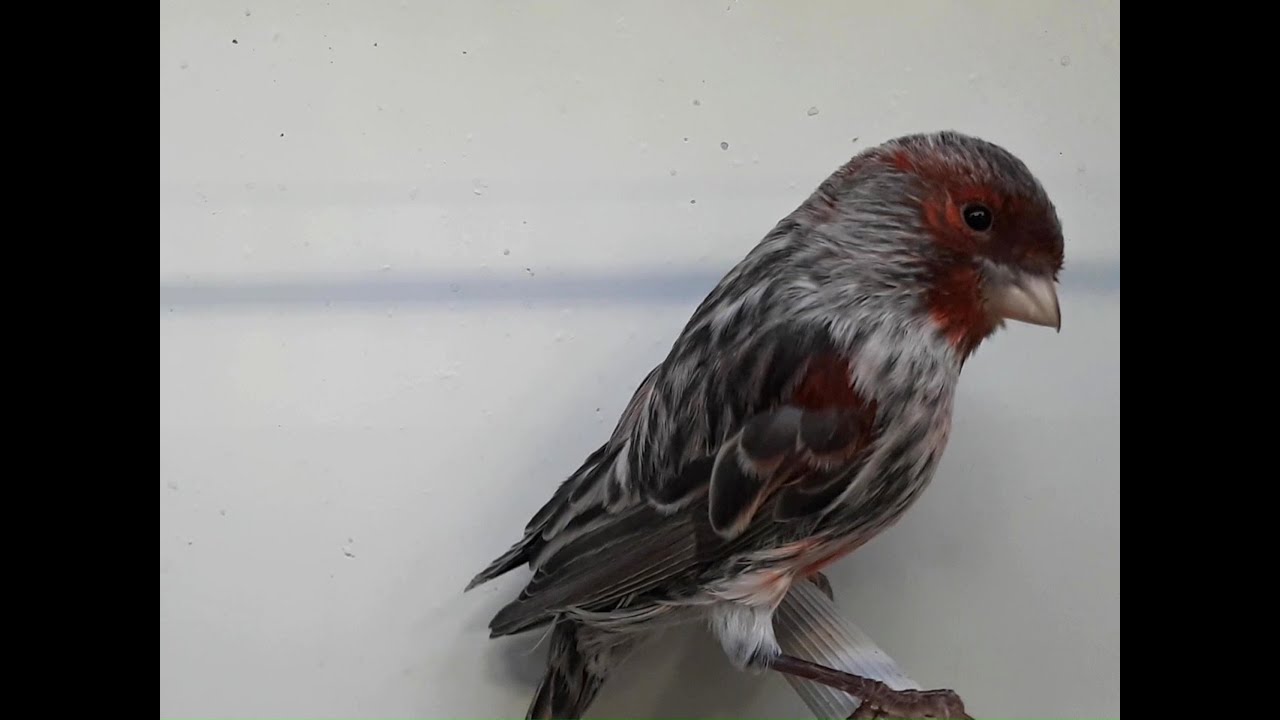 CANARI NOIR MOGNO ROUGE MOSAÏQUE - CHAMPION - NERO MOGANO MOSAICO ROSSO ...
