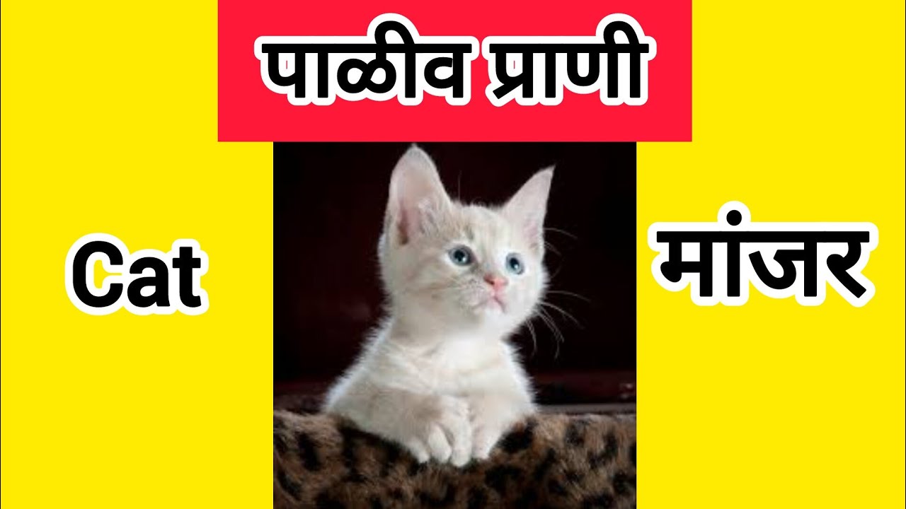 Domestic Animals in Marathi | Learn Marathi For Beginners | Pebbles ...