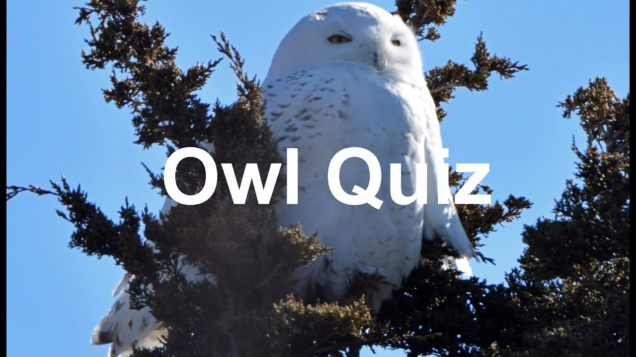 Owl Quiz - YouTube