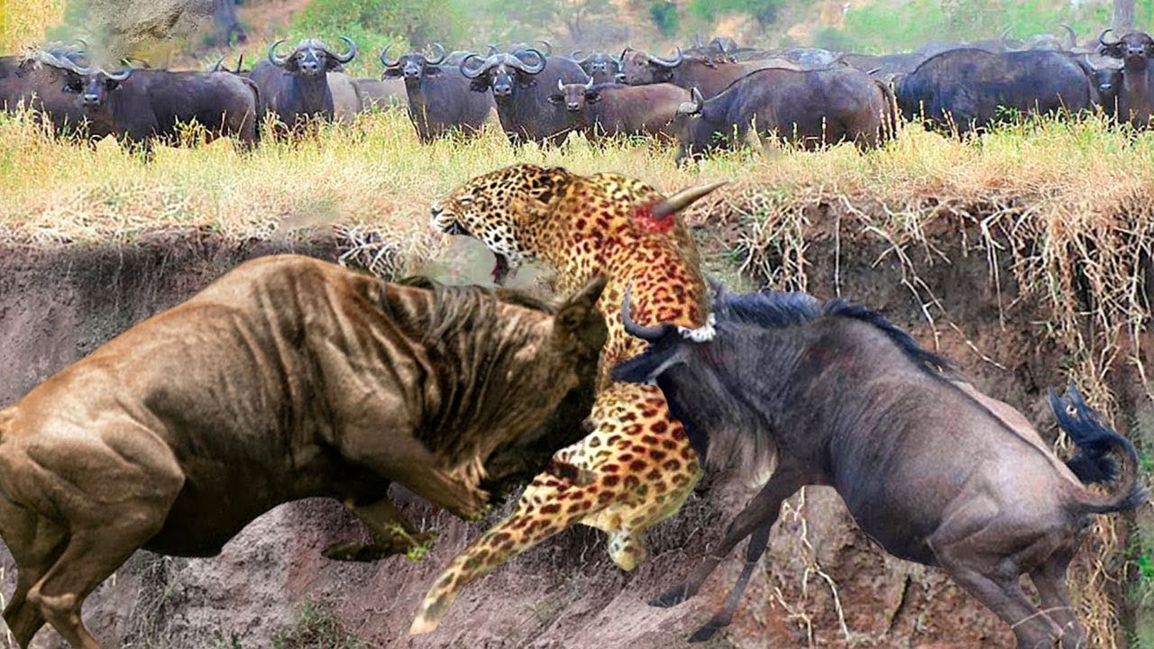 Animal Attack Best Video The Wildebeests Leopard Was Mortally Wounded ...