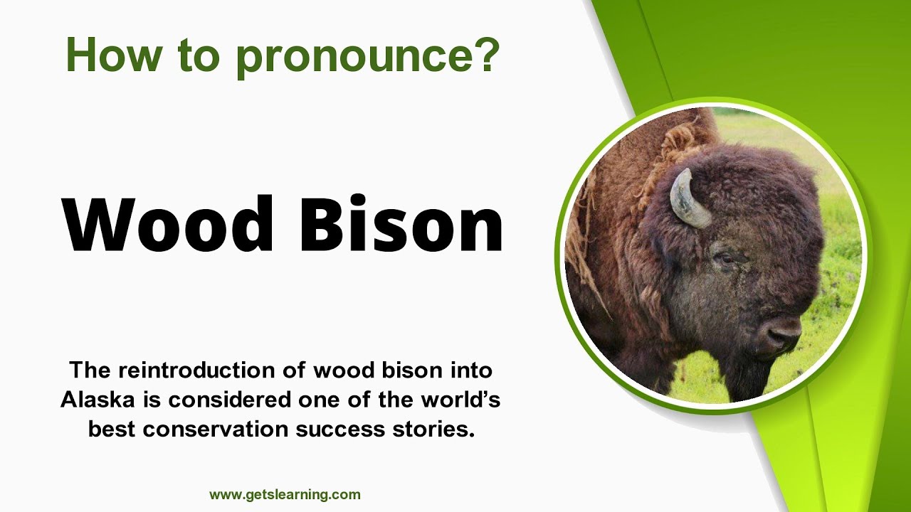 How to pronounce Wood Bison in English correctly - YouTube