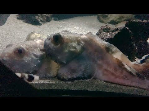 ヤマトコブシカジカ Darkfin sculpin Malacocottus gibber - YouTube