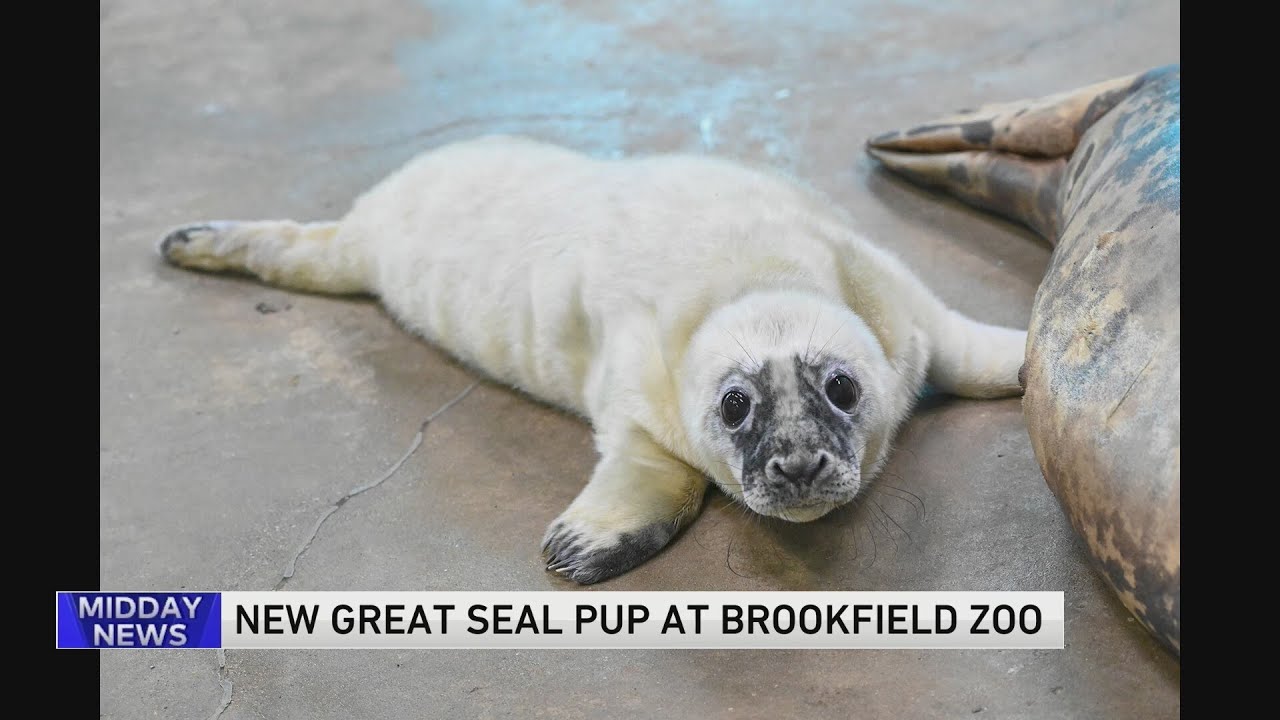 Meet the new grey seal pup born at Brookfield Zoo - YouTube