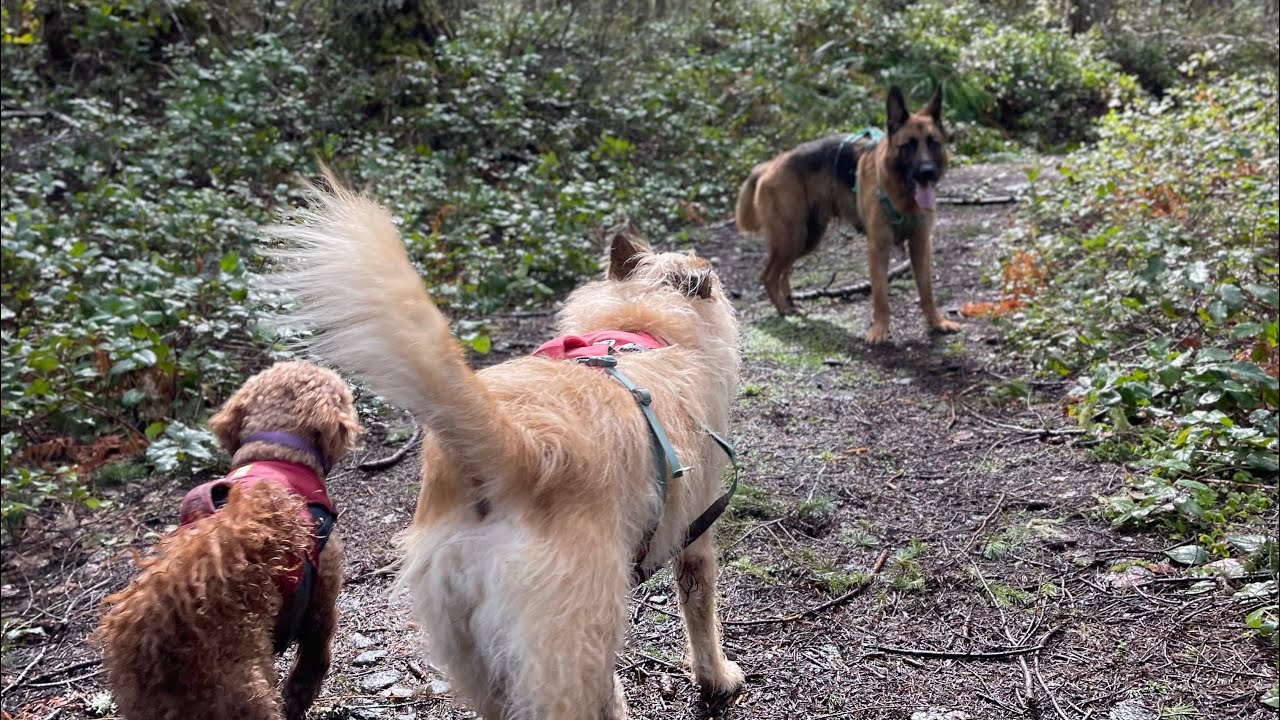 Wild Pups of Oregon Explore a New Forest - YouTube