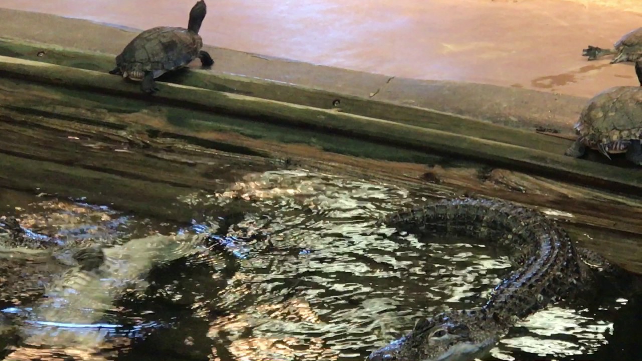 Alligator eats turtle at the Reptile Lagoon at South of the Border ...