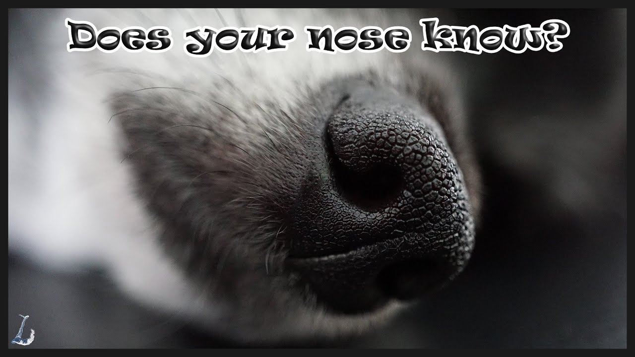 Does your nose know? Life Riddles #24 - YouTube