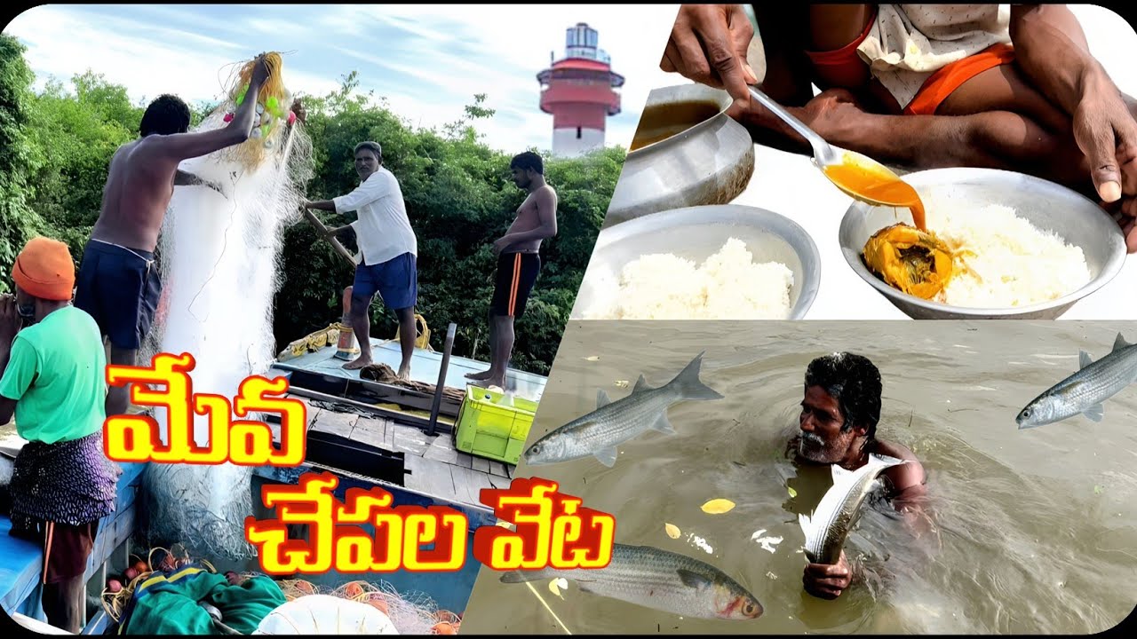 మేవ చేపల వేట | Meva chepalaveta | fish | fishingvideo | telugu fishing ...