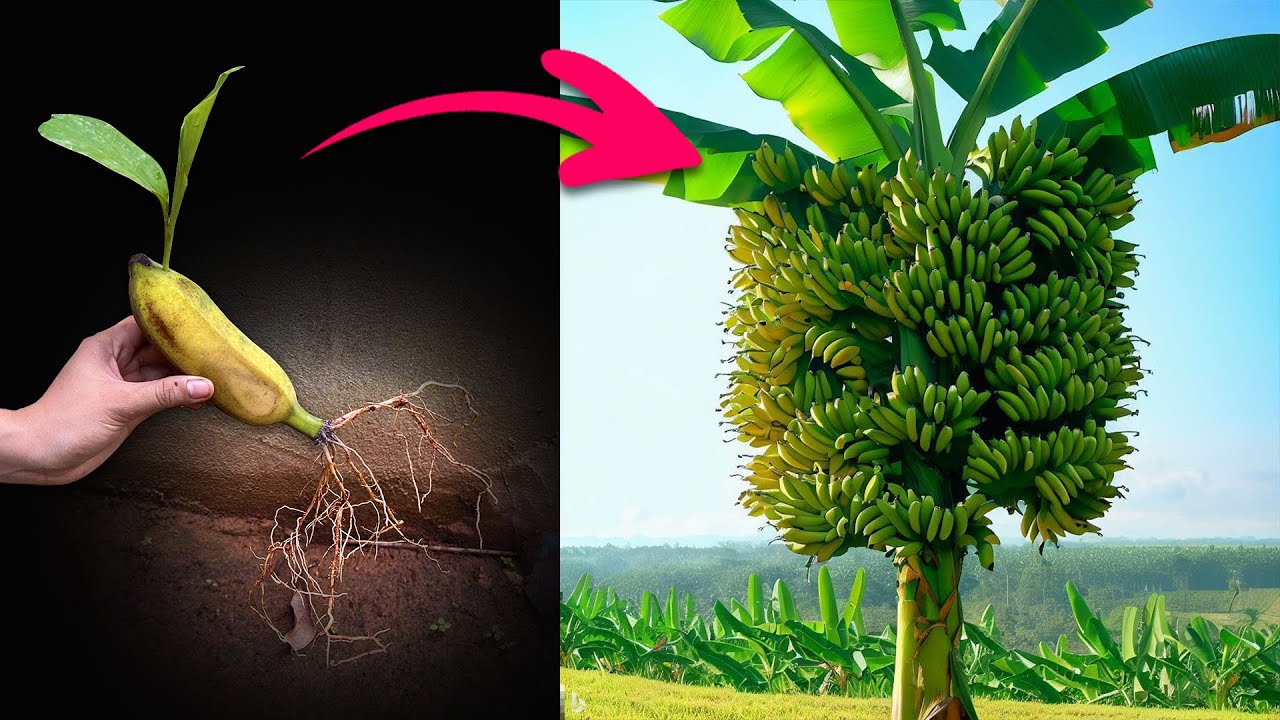 Super... Grafting Banana Fruit With Banana Tree Grows Very Fast - YouTube