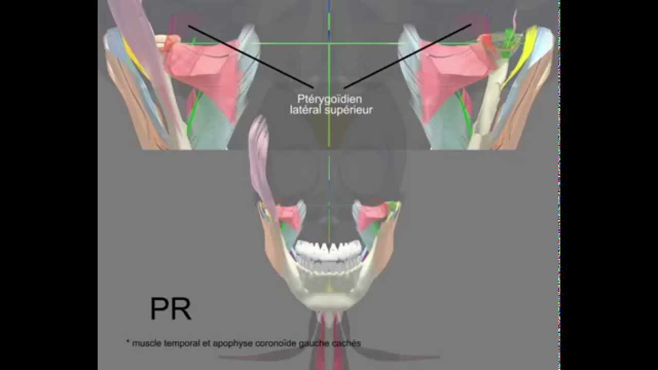 Physiologie de l'ATM - YouTube