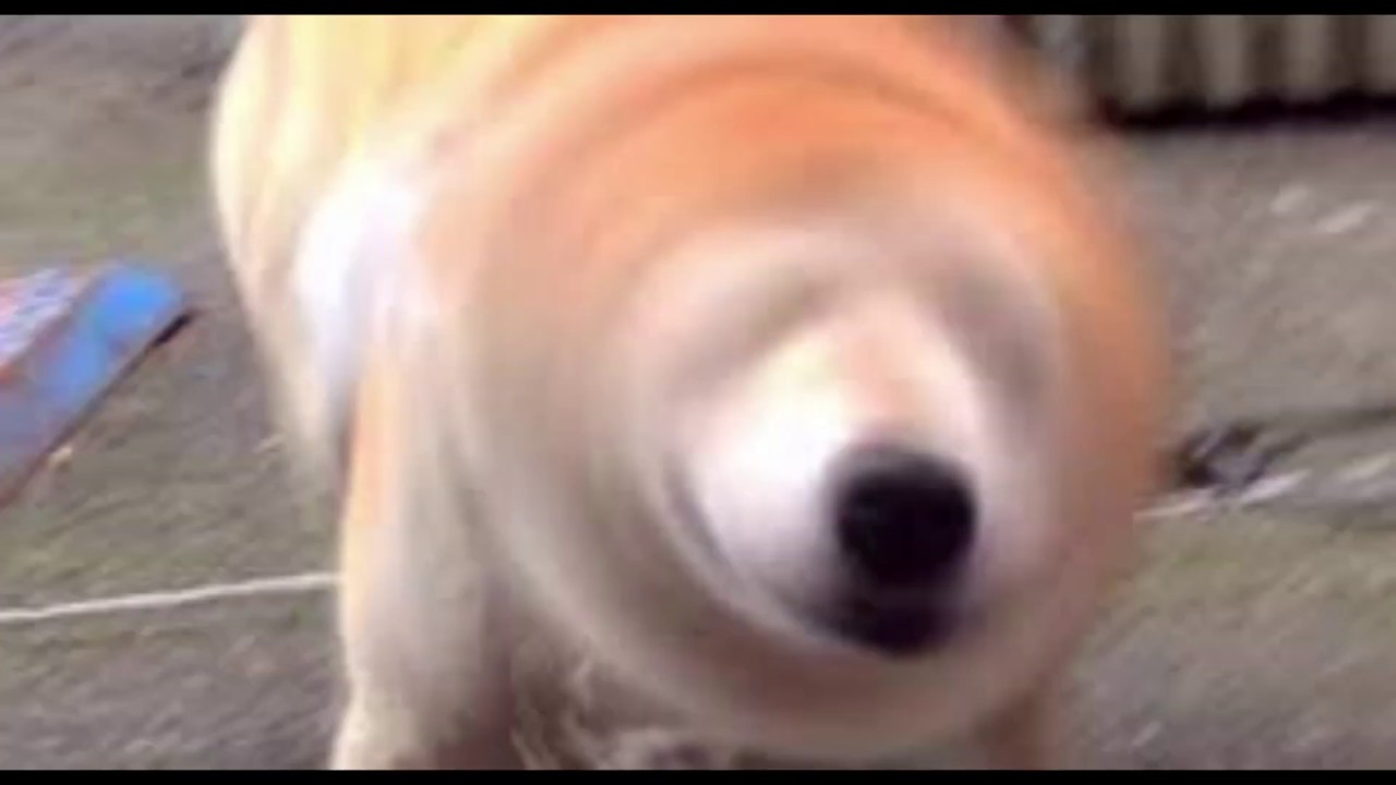 blurry animal photos - YouTube
