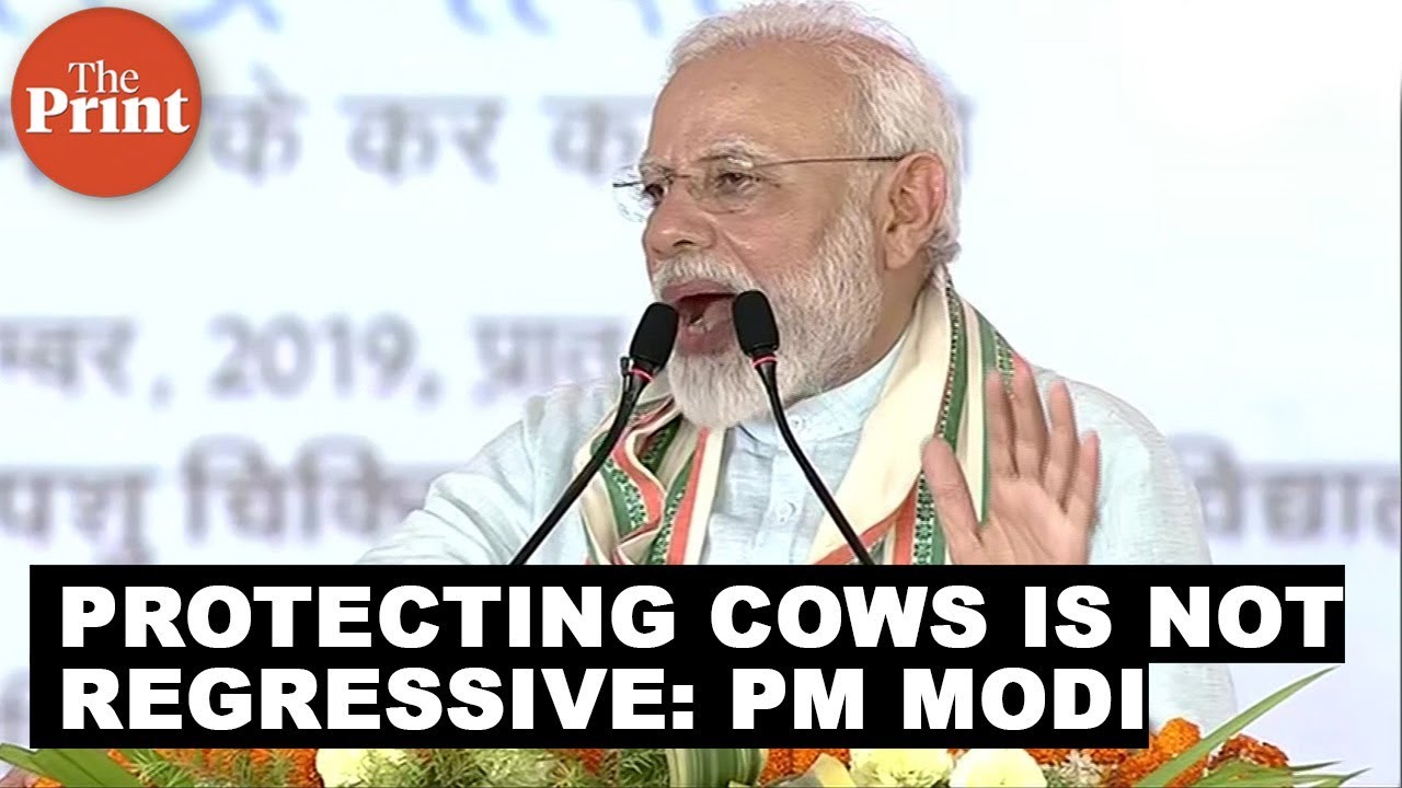 Cow politics is back as PM Modi says protecting cows not regressive ...