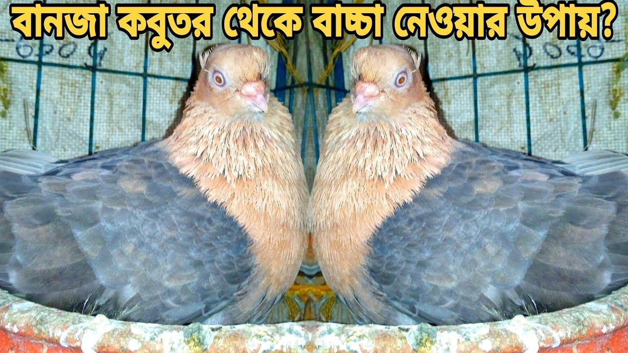 বাঞ্জা কবুতর থেকে বাচ্চা নেওয়ার উপায়।। কবুতর পালন পদ্ধতি।। Kobutor ...