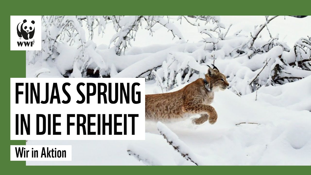 Freiheit für Luchs Finja - YouTube