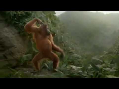 GULMELI Meymun  (SN_Sutudiya)😀😀