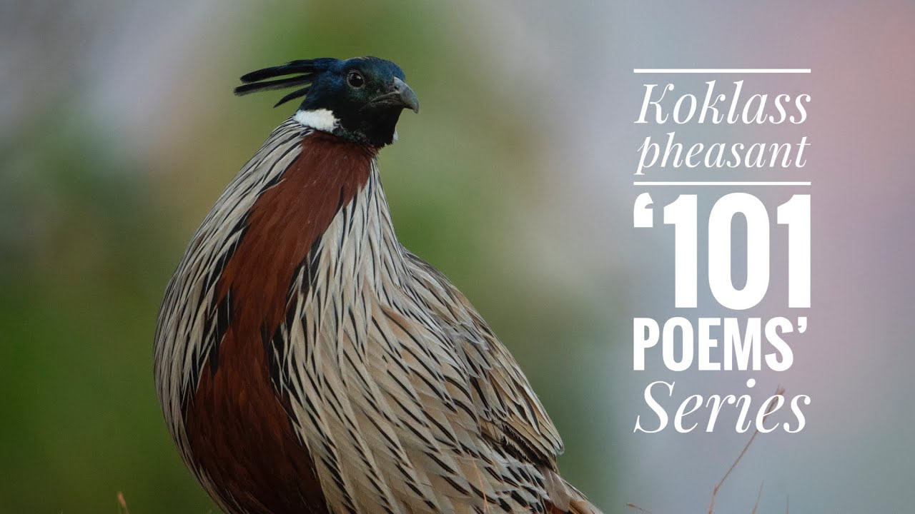 Ode to Koklass Pheasant | ‘101 Poems’ Series on Himalayan Birds ...