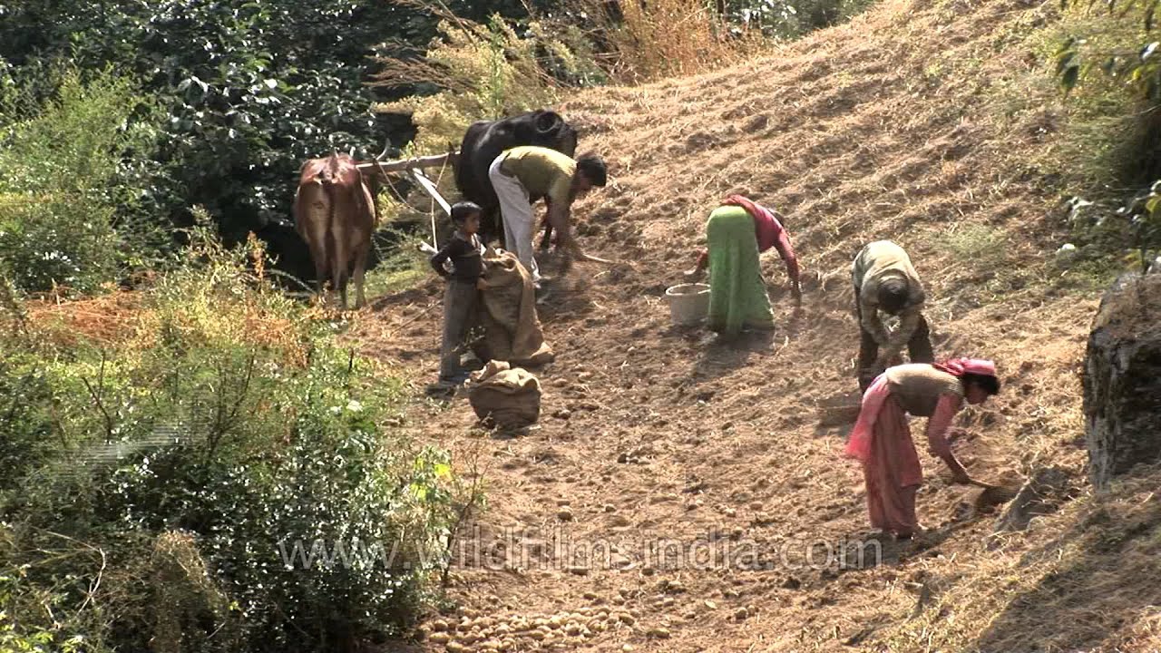 Village women dig in their fields for potatoes - YouTube