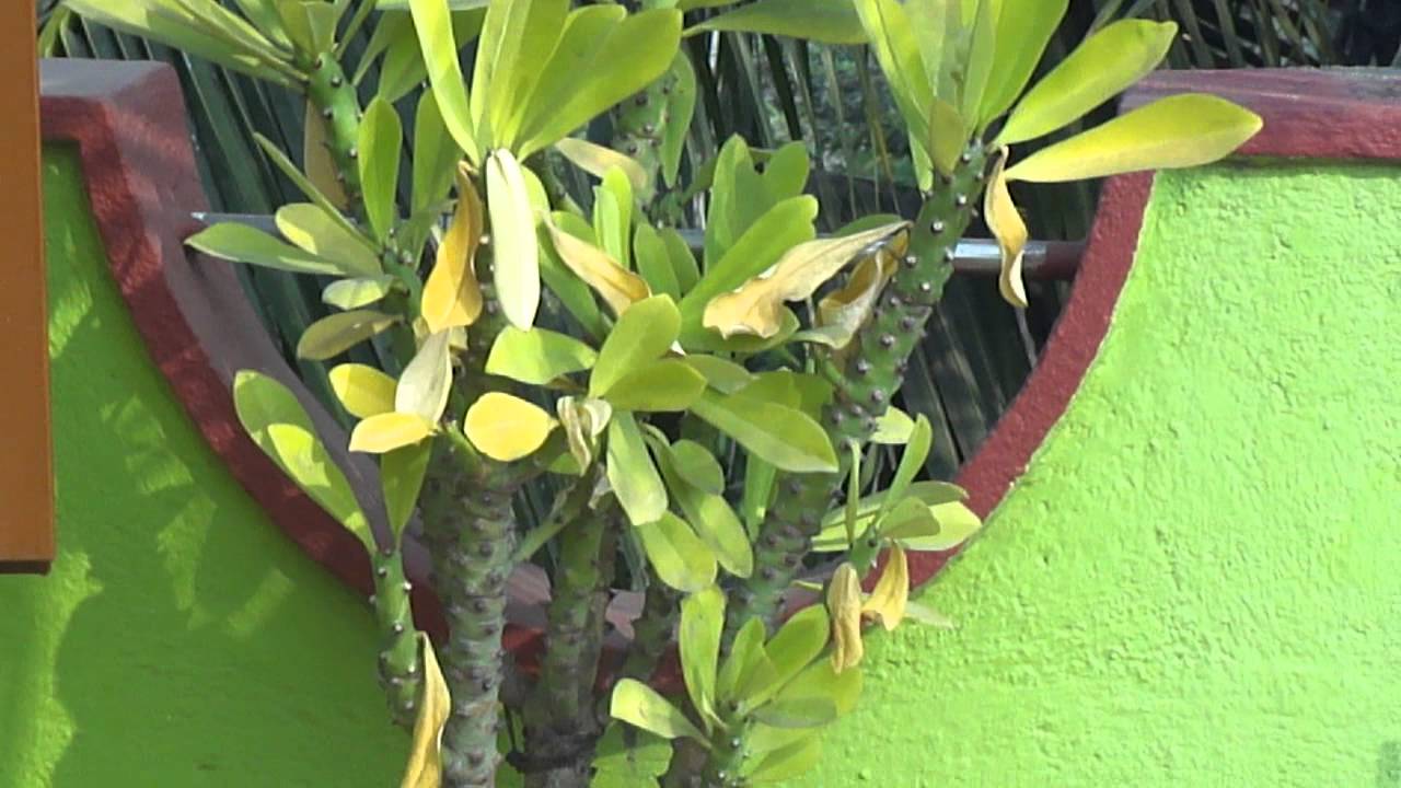 Manasa.....Kind Of Cactus Plant. - YouTube