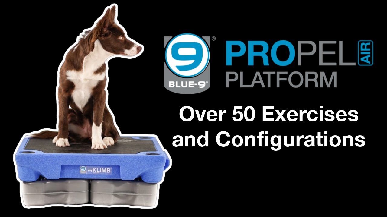 50+ Canine Fitness and Body Awareness Exercises with the NEW Propel Air ...