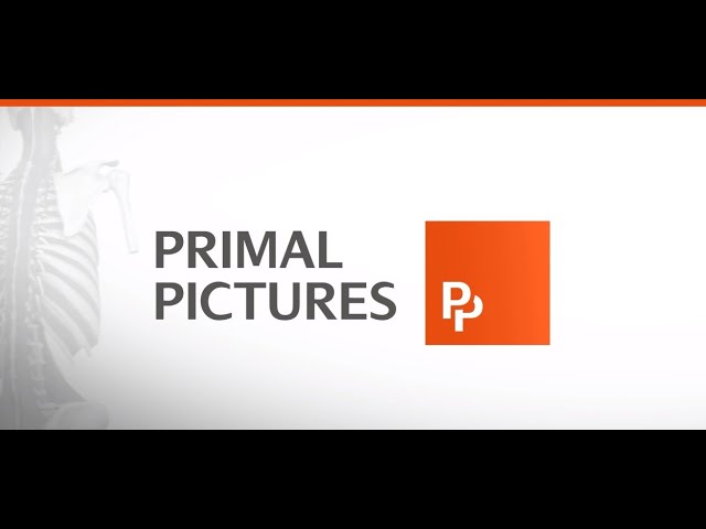 Primal
