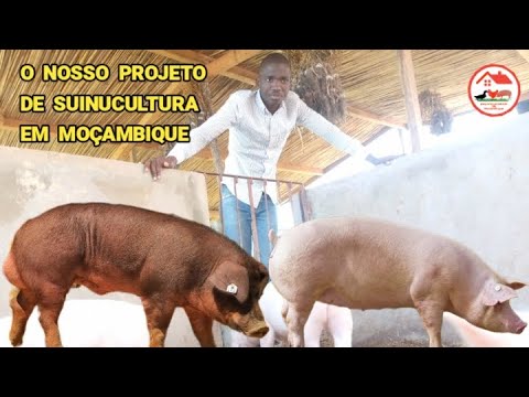 Suinocultura em Moçambique: O Caminho para o Sucesso com Porcos Large ...