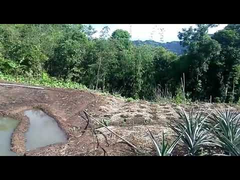 Kasakazan do bambazon (Tanam Padi Bukit) - YouTube