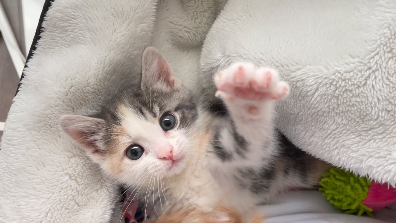 This sweet kitten will melt your heart! - YouTube