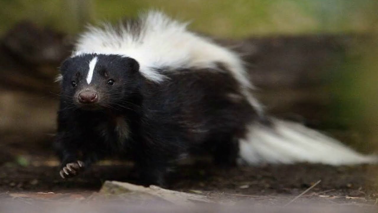 skunk second season 1 episode 14 - YouTube