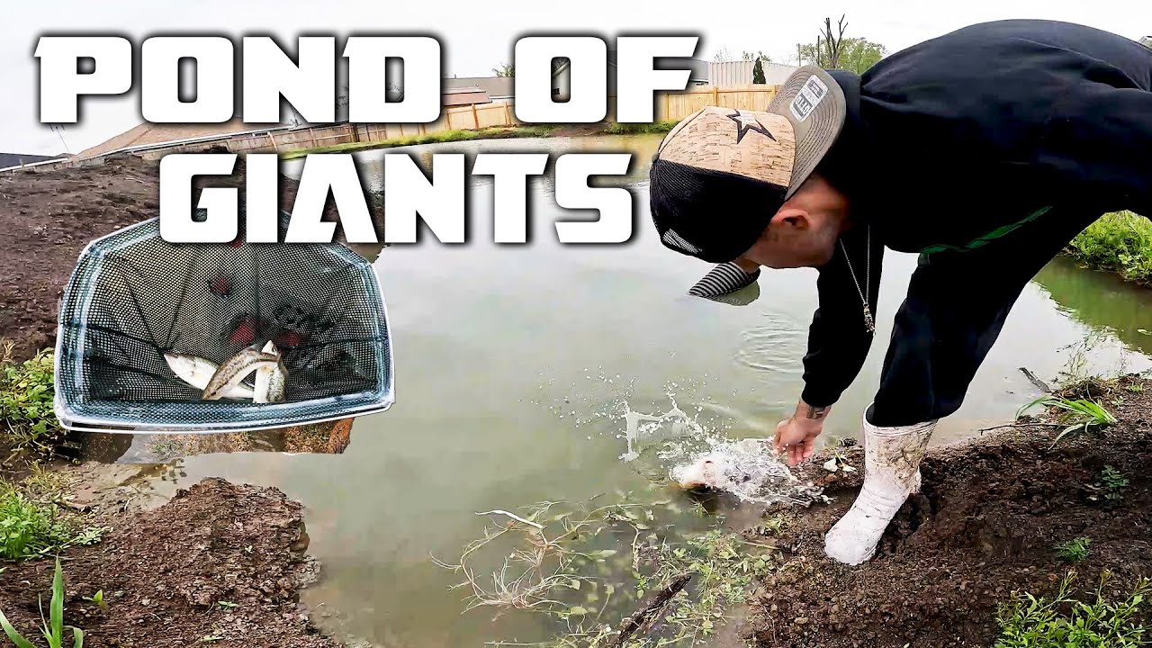 Dream Come True: Big Bass Stocked in Backyard Pond - YouTube