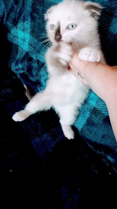 Маленький Царапка👌🐈 - YouTube