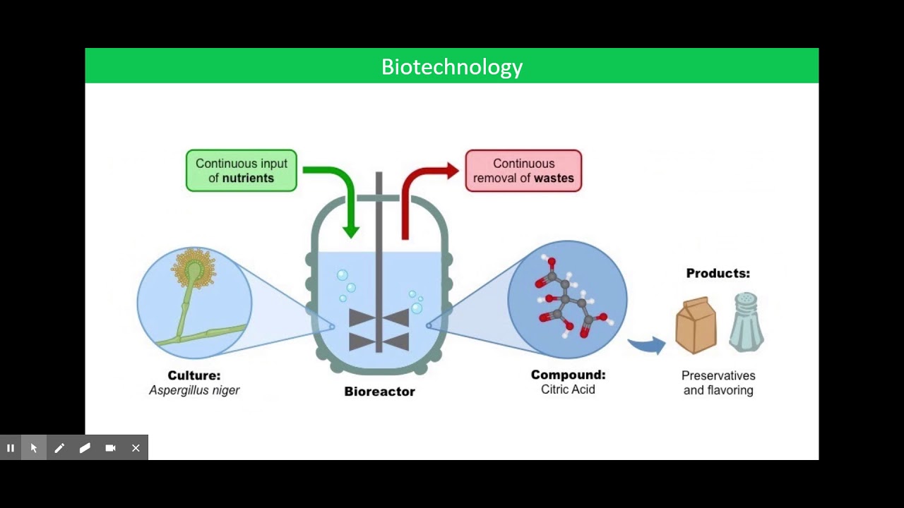 Biotechnology - Microorganisms in biotechnological processes - YouTube