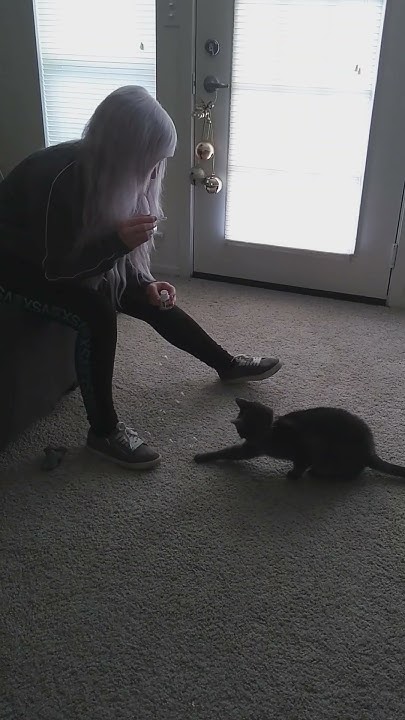 Catnip bubbles 2019 🎵 - YouTube