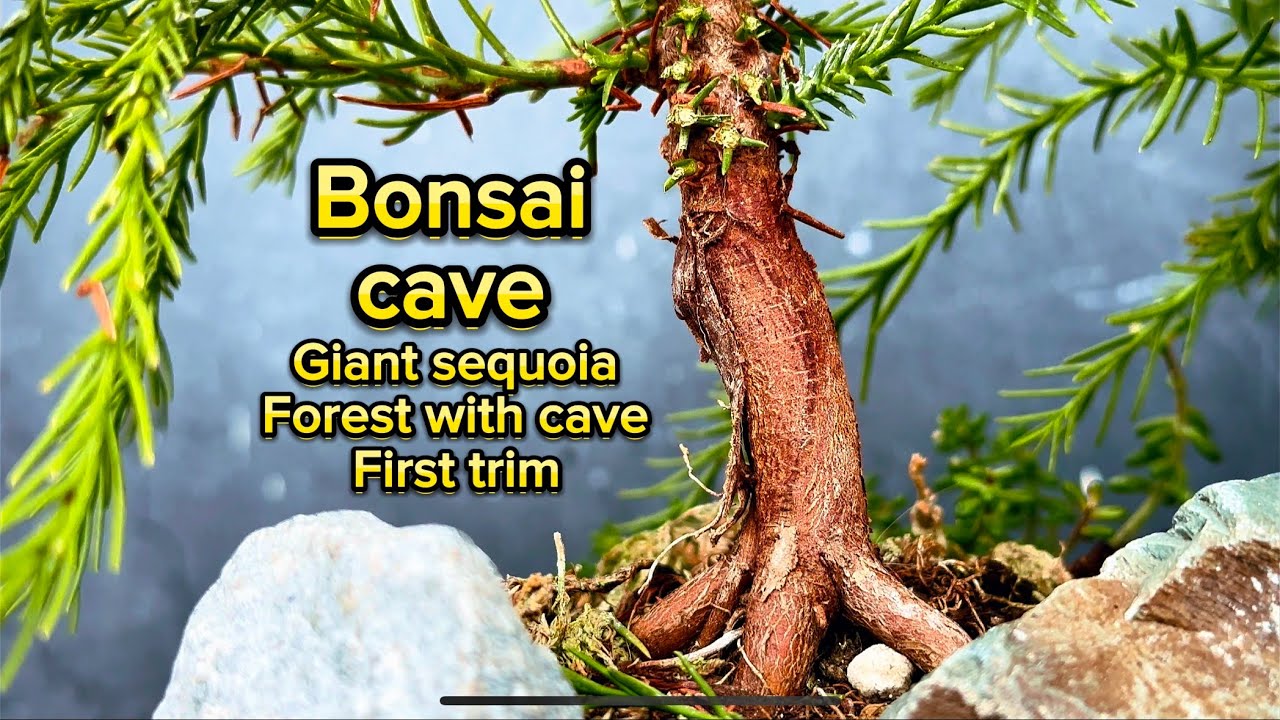 Giant sequoia; how to trim 3 yr old giant sequoia. Cave bonsai forest # ...