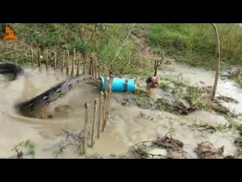 Python trap using live chicken #python - YouTube