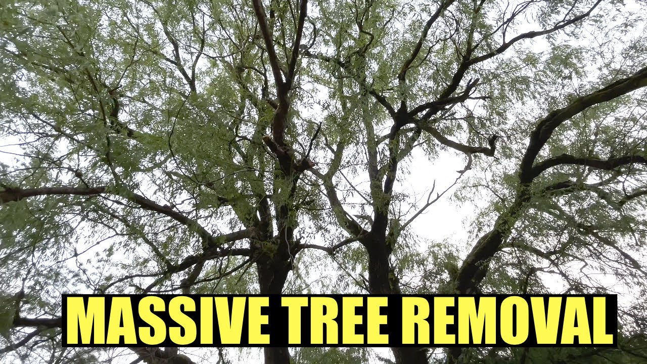 Out Of Control Tree Threatening My House - Removal - Weeping Willow ...