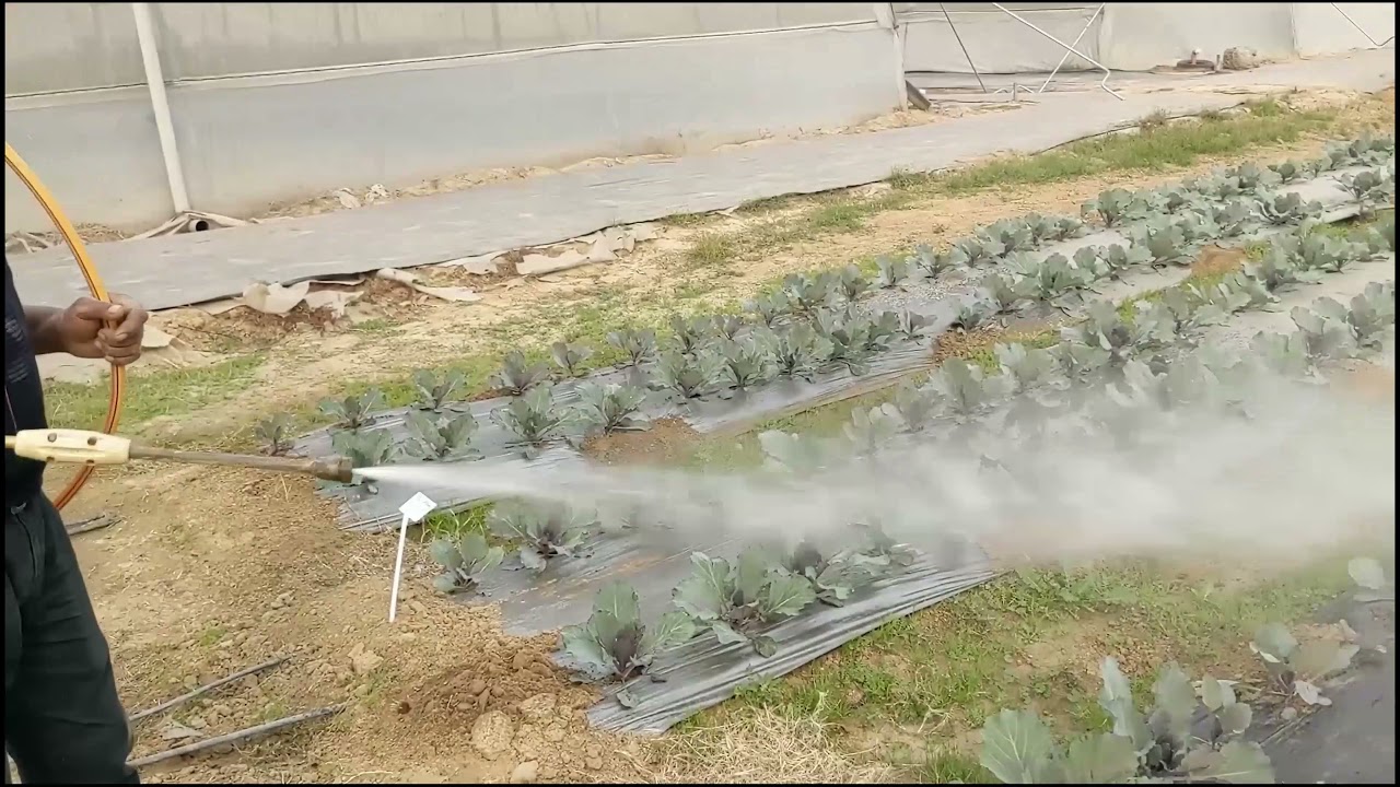 Organic Farming! Vermiwash Spray on Cole Crops! Red Cabbage and ...