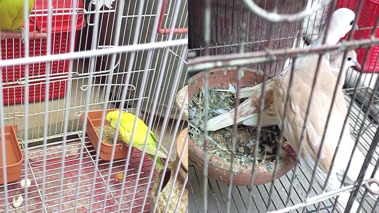 Dove Or Toti Dono Ne Bewafai Kar Di Dono Ando Se Uth Gai | Chicks To ...