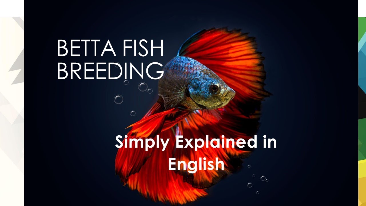 Betta Fish Breeding English - Explaining the Entire Process of Fighter ...