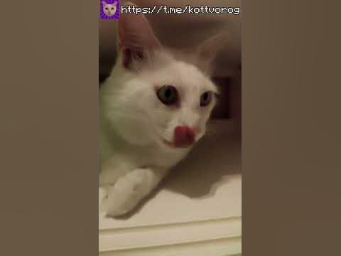 Кот Творог кушает! | Творог-Life #shorts #memes #мемыскотами - YouTube