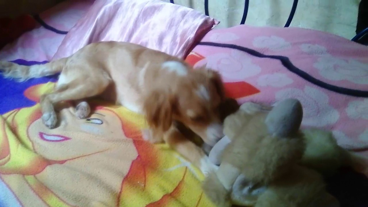 La posición del perrito - YouTube