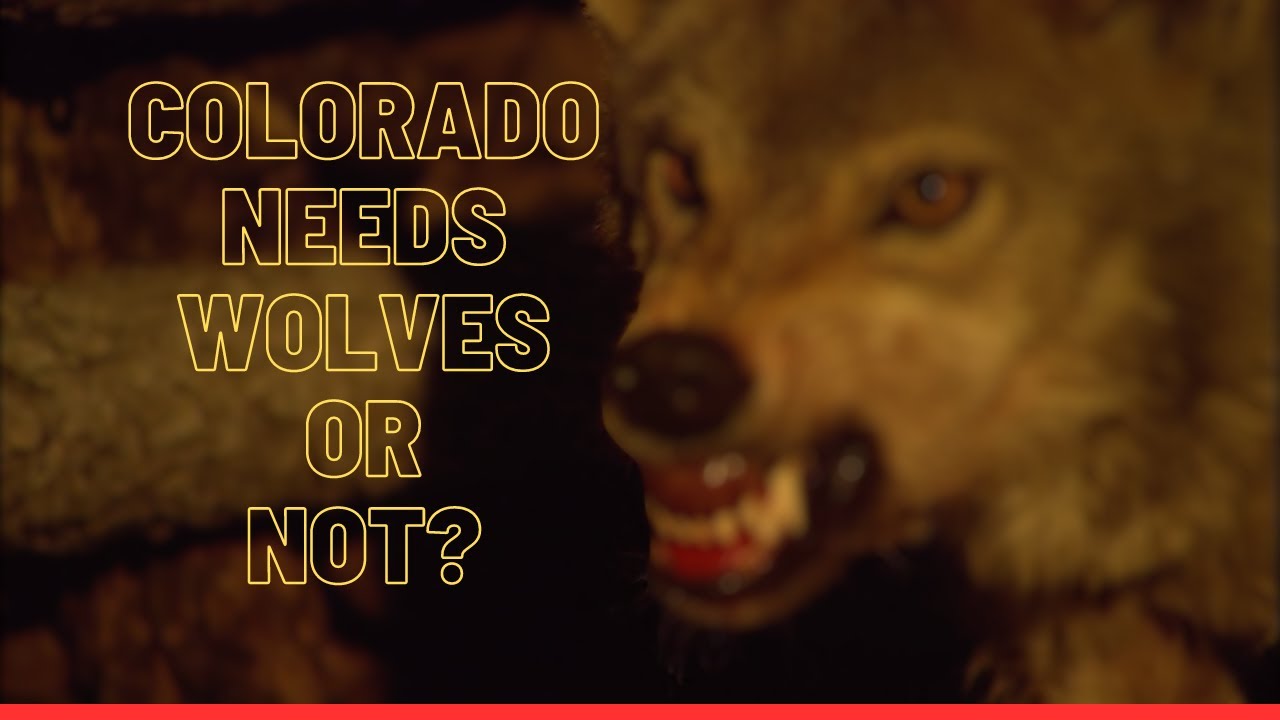 The Reintroduction of the Gray Wolf to Colorado | Documentary - YouTube