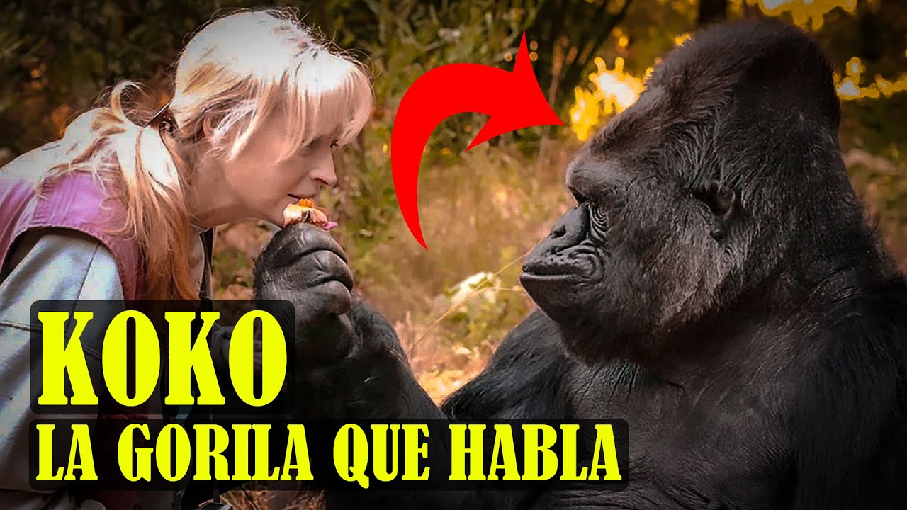 KOKO, LA GORILA QUE HABLABA, dejó un mensaje escalofriante sobre la ...