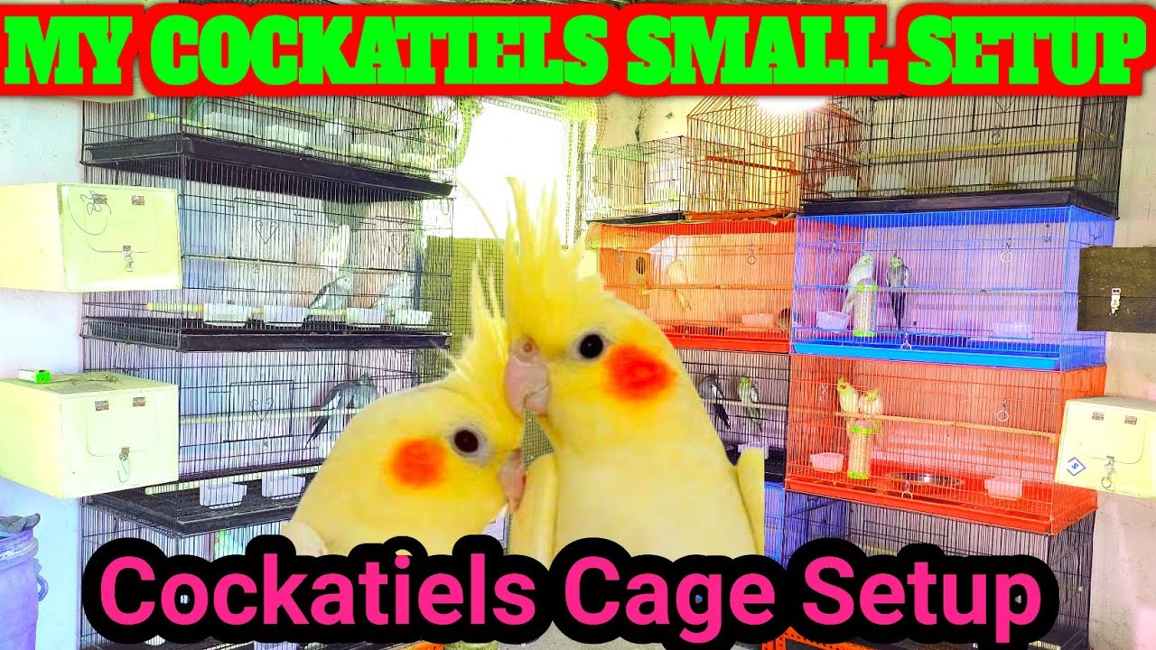 Cockatiel Small Cage Setup | Small Setup of Cockatiels and Parrots | My ...