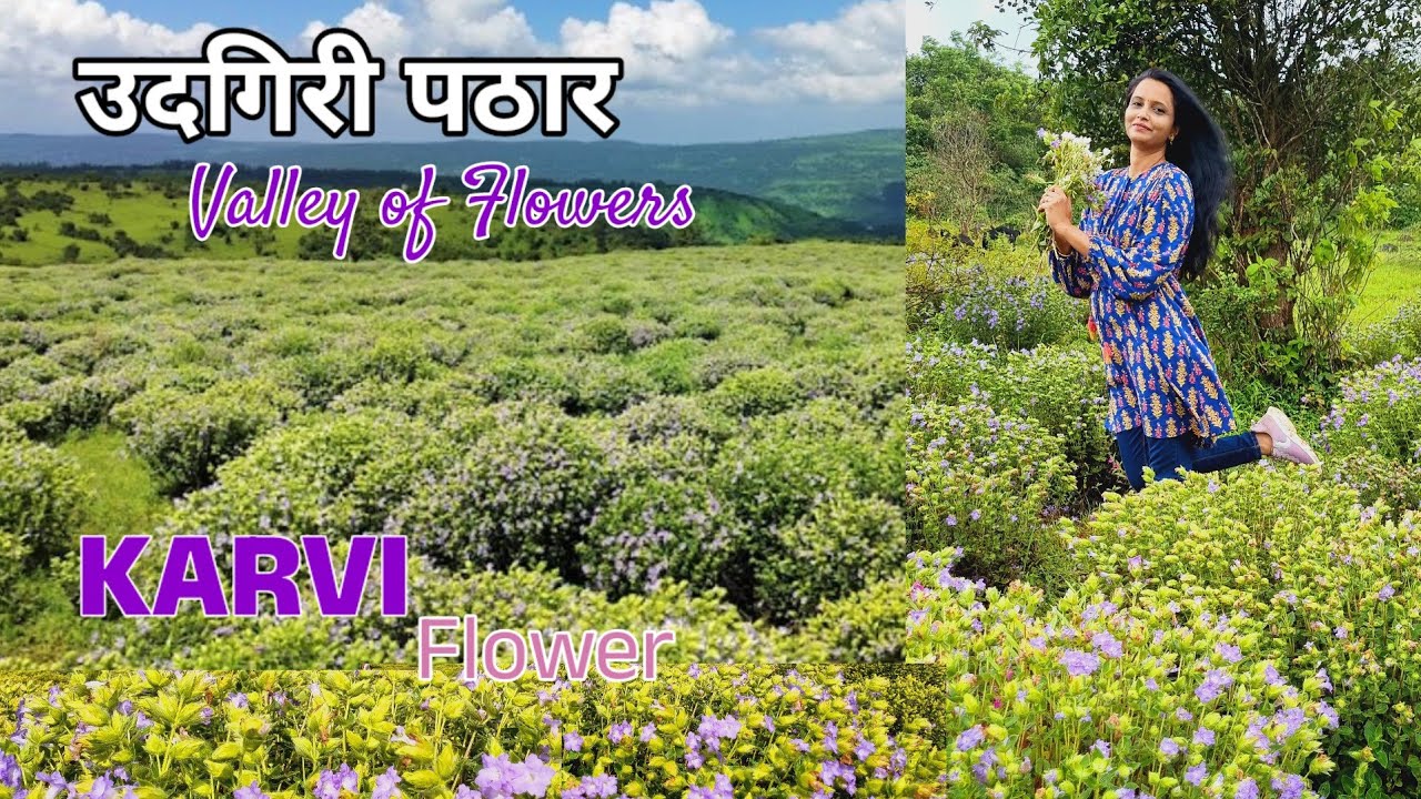 Karvi Flower| उदगिरी पठार | Udgiri Plateau |Valley of Flowers| उदगिरीचे ...